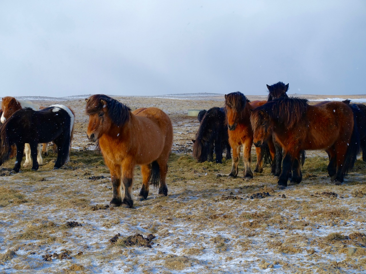Best of Iceland